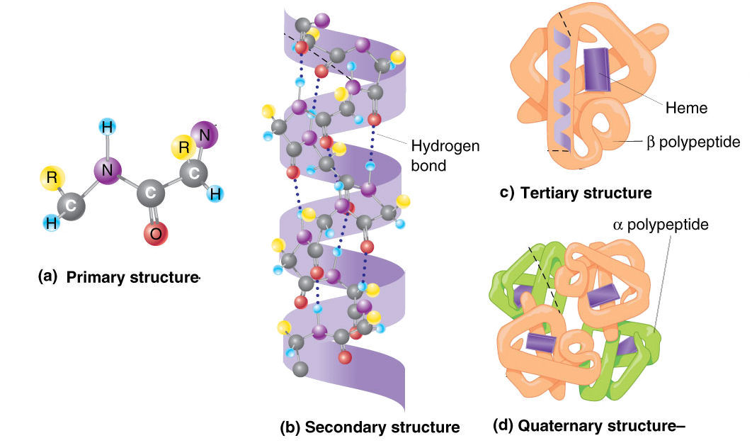 The Tertiary And Quaternary Structures Of A Protein And Its Properties